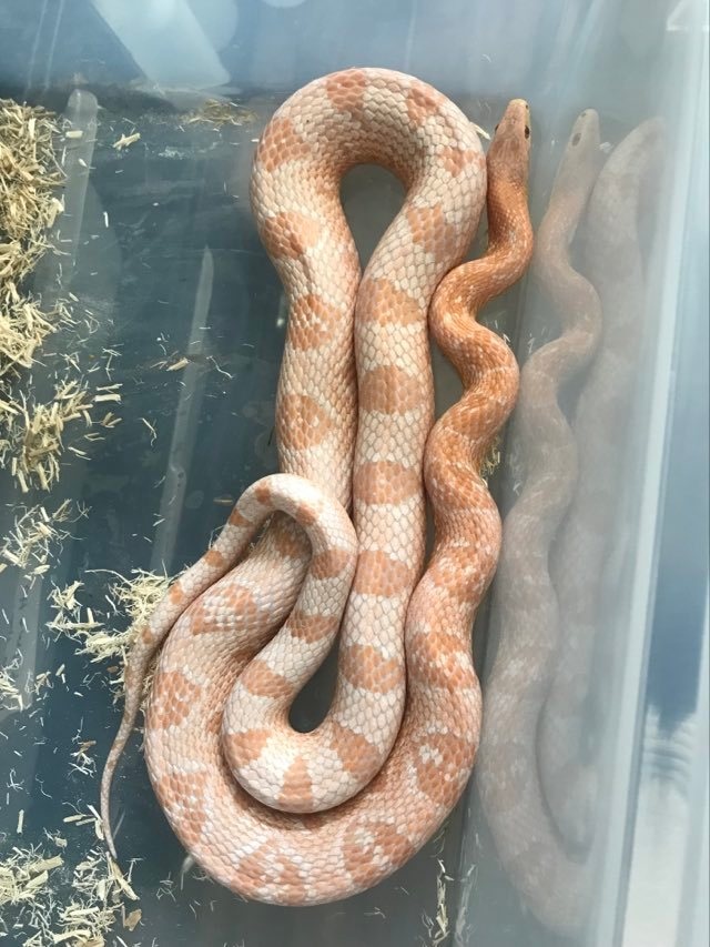 2018 Coral Snow Male Corn Snake by Sage Reptiles - MorphMarket