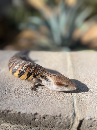 Northern BTS Northern Blue-Tongued Skink by Juline Hermes (Arizona ...