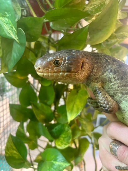 Monkey Tailed Skink Monkey-Tailed Skink by Juline Hermes (Arizona ...
