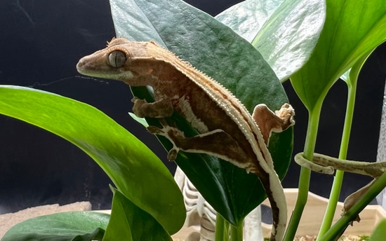 Lilly White Crested Gecko by Juline Hermes (Arizona Tortoise Compound)