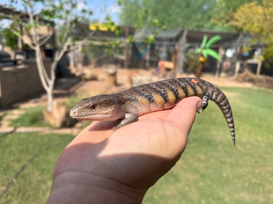 Northern BTS Northern Blue-Tongued Skink by Juline Hermes (Arizona ...