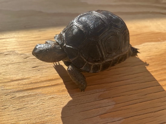 CBB Aldabra Tortoise by Juline Hermes (Arizona Tortoise Compound)