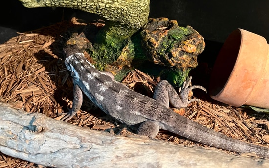Pied Pectinata Other Iguana by Juline Hermes (Arizona Tortoise Compound)