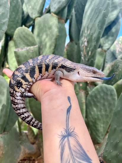 Northern Blue Tongue Skink Northern Blue-Tongued Skink by Juline Hermes ...
