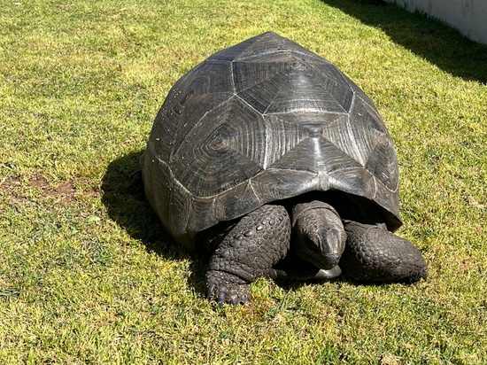 2015 Aldabra Aldabra Tortoise by Juline Hermes (Arizona Tortoise Compound)