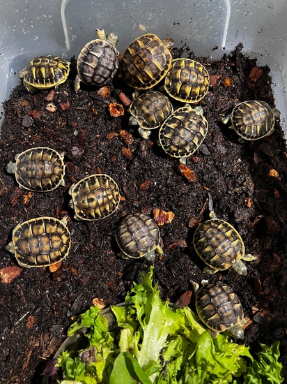Western Hermann’s Tortoise Hermann's Tortoise by Juline Hermes (Arizona ...