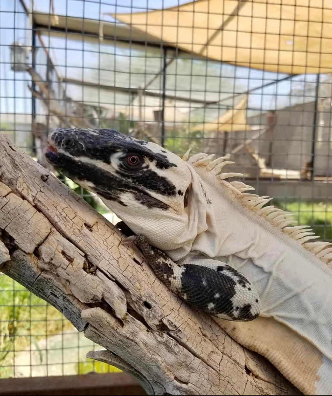 Juline Hermes (Arizona Tortoise Compound)'s Collection - MorphMarket