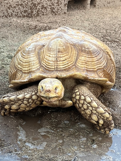 30 Inch Male Ivory Sulcata Sulcata Tortoise by Juline Hermes (Arizona ...