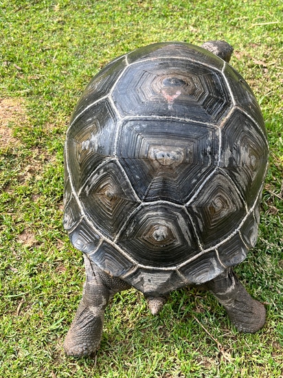 15 Inch Aldabra Tortoise by Juline Hermes (Arizona Tortoise Compound)