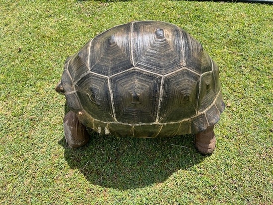 26 Inch Female Aldabra Aldabra Tortoise by Juline Hermes (Arizona ...