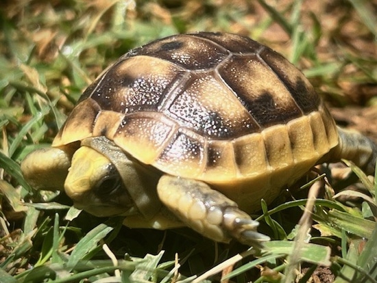 Golden Greek Tortoise Hatchlings by Juline Hermes (Arizona Tortoise ...