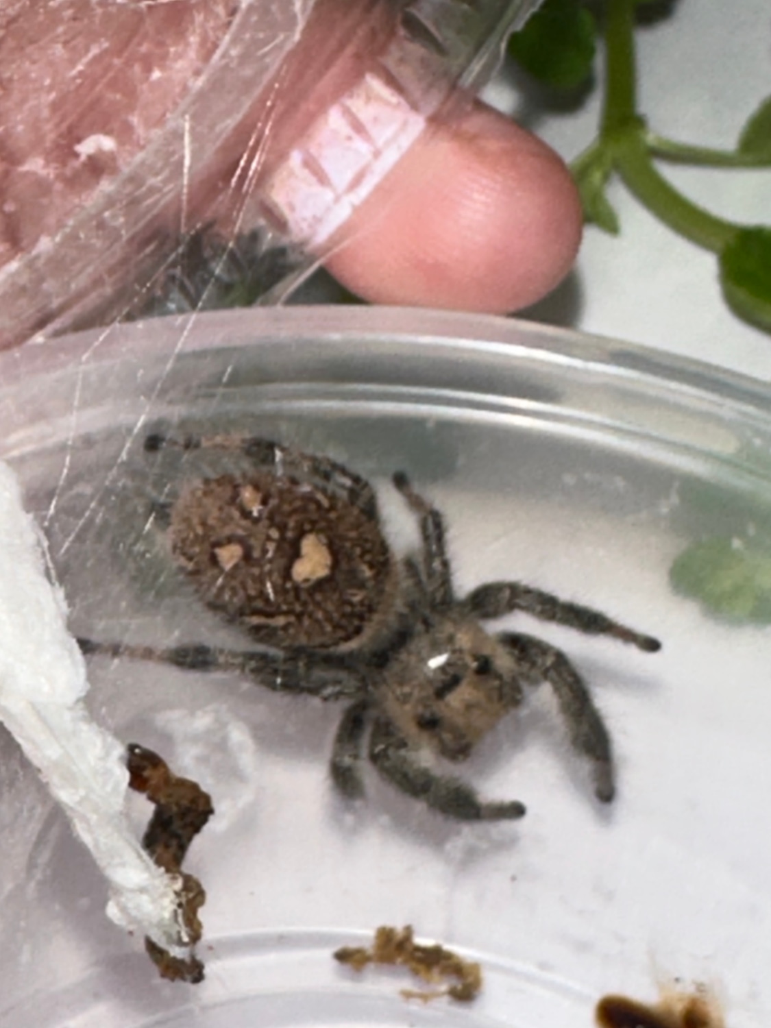 Jumping Spider True Spider by Jumping creations - MorphMarket