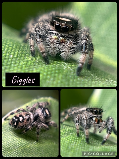 Giggles-Regal Jumping Spider by Jumping Jewels AZ