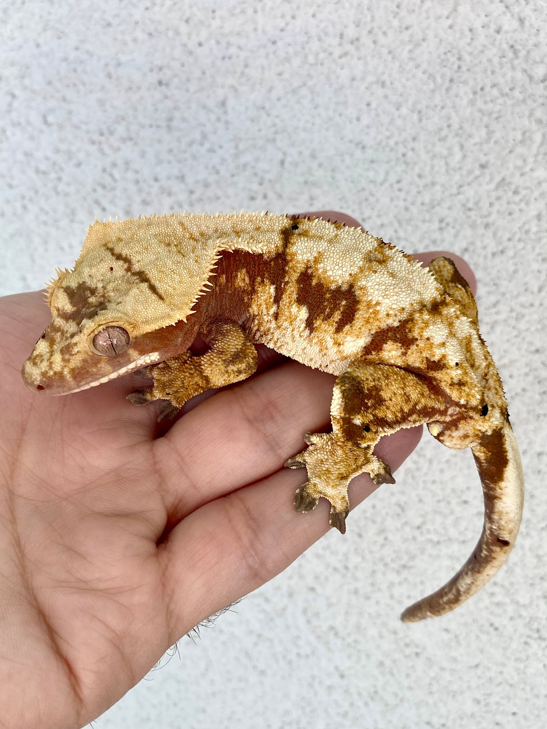 Red Tricolor Extreme Harlequin Crested Gecko by Morphologik - MorphMarket