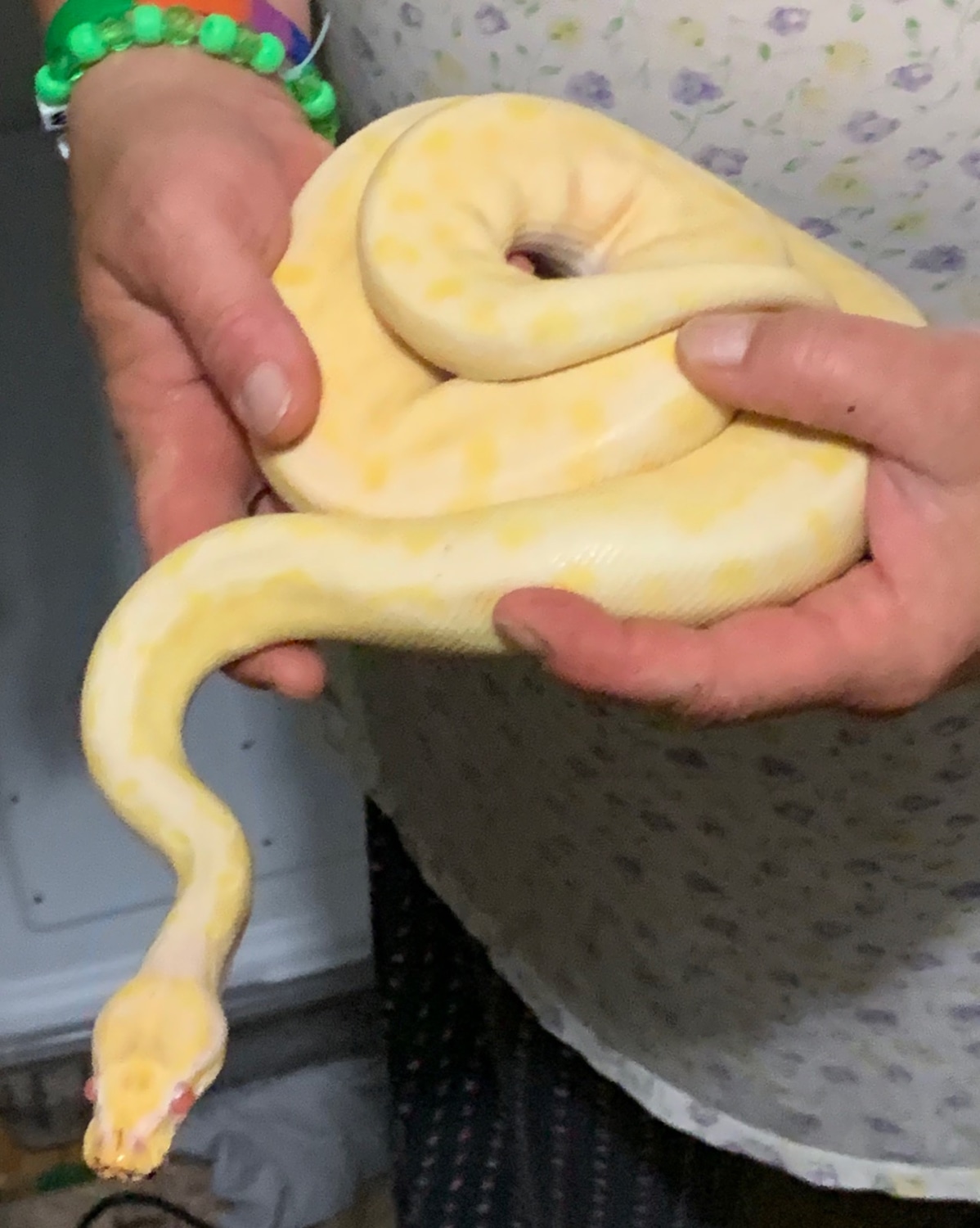 2017 Male Albino Bamboo Pinstripe Ball Python by BP Matrix Morph Reality - MorphMarket