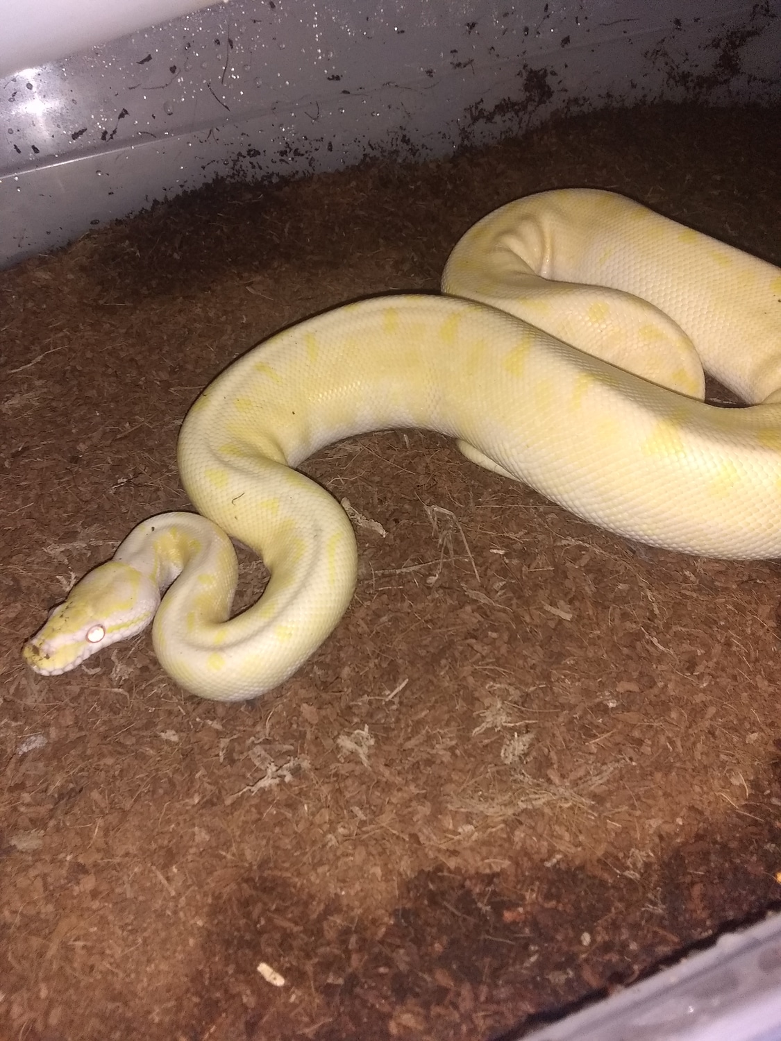 Albino, Bamboo, Pinstripe Ball Python by BP Matrix Morph Reality ...