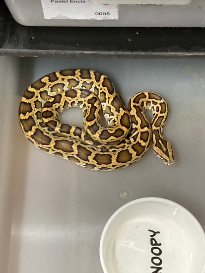 Dwarf Burmese Python 500 Shipped by Red shed reptiles