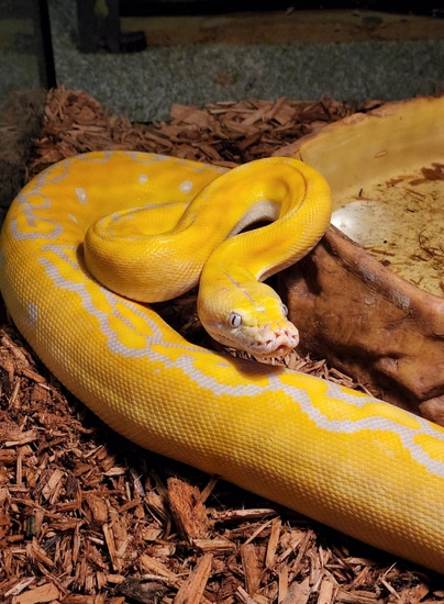 Lavender Albino Golden Child Reticulated Python by Red shed reptiles