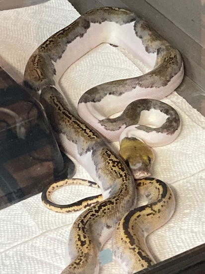 High White Tiger Pied Female Reticulated Python by Red shed reptiles