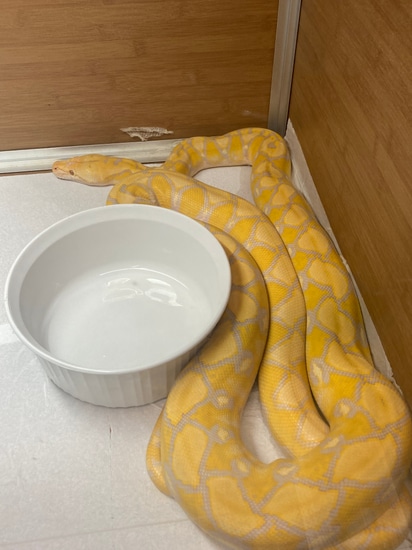 Albino Retic Reticulated Python by Red shed reptiles