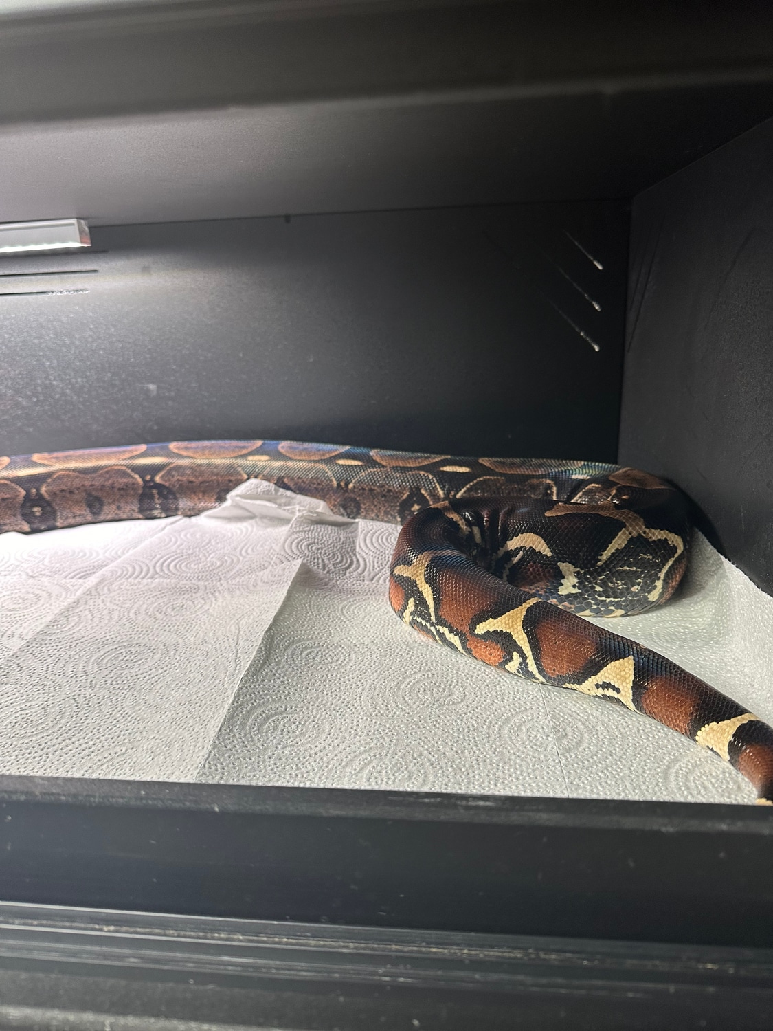 Suriname Red Tail Boa True Red-Tailed Boa Constrictor by Red shed ...