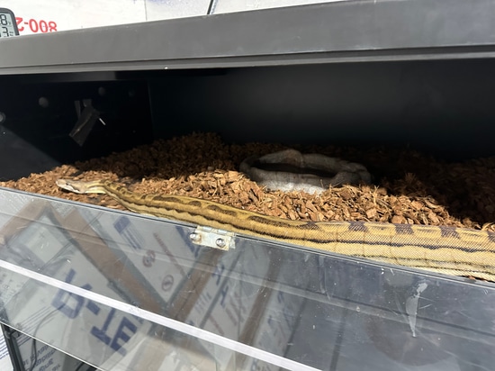 Motley Arabesque Square Tail Boa Constrictor by Red shed reptiles