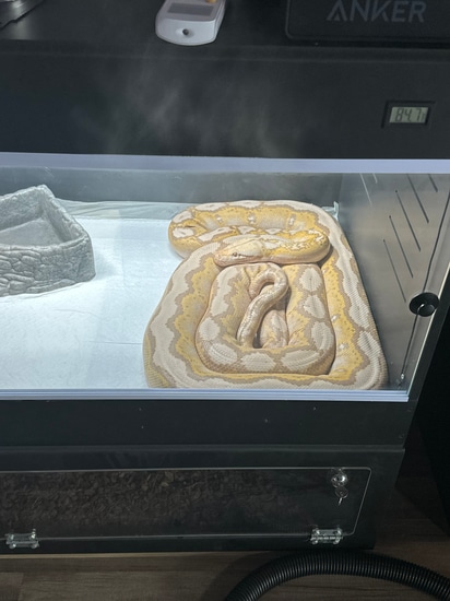 Orange Glow Motley Reticulated Python by Red shed reptiles