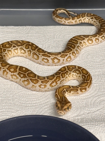 Hypo Burmese Python by Red shed reptiles
