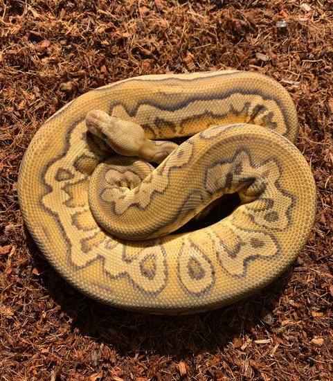 Black Pastel Vanilla Yellow Belly Clown Ball Python by Pixelatedpythons