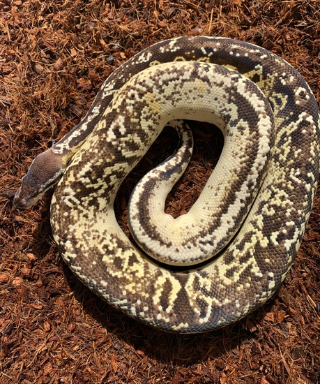 Black Pewter Hi OD Odium Yellow Belly Het Pied Ball Python by ...