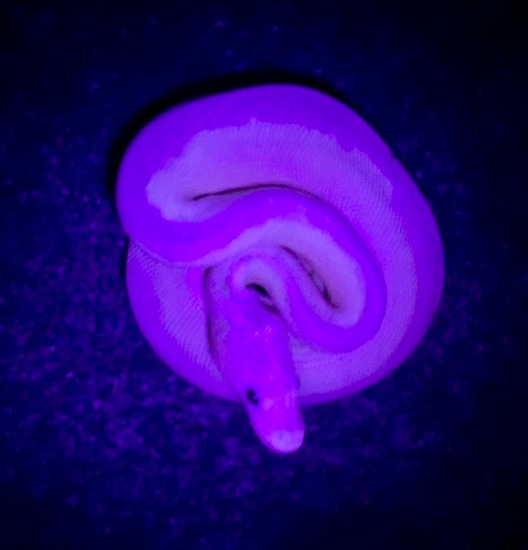 Super Fire Clown Pos +++ Ball Python by Pixelatedpythons