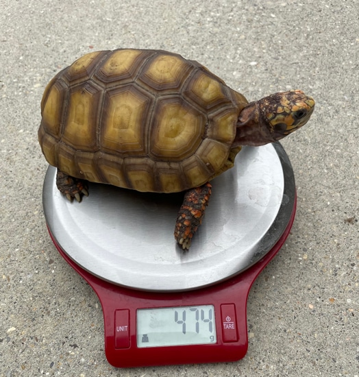 Hypomelonistic Northern Venezuelan Red Foot Torts Red-Footed Tortoise ...