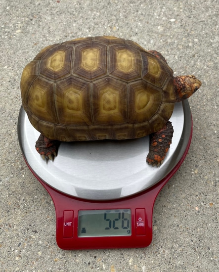 Hypomelanistic Northern Venezuelan Red Foot Tort Red-Footed Tortoise by ...