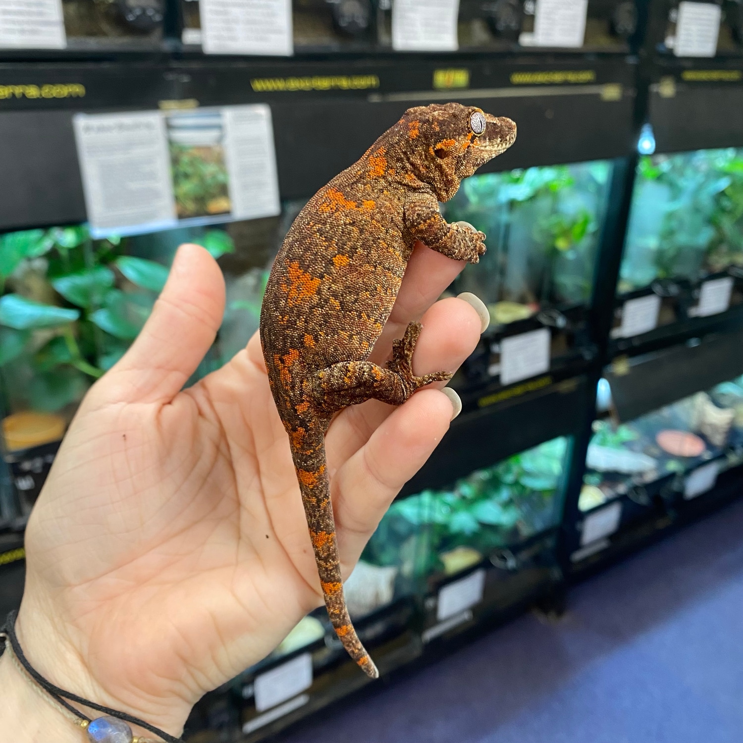 CB22 Female Orange Blotched Reticulated Gargoyle Gecko by The Jungle ...