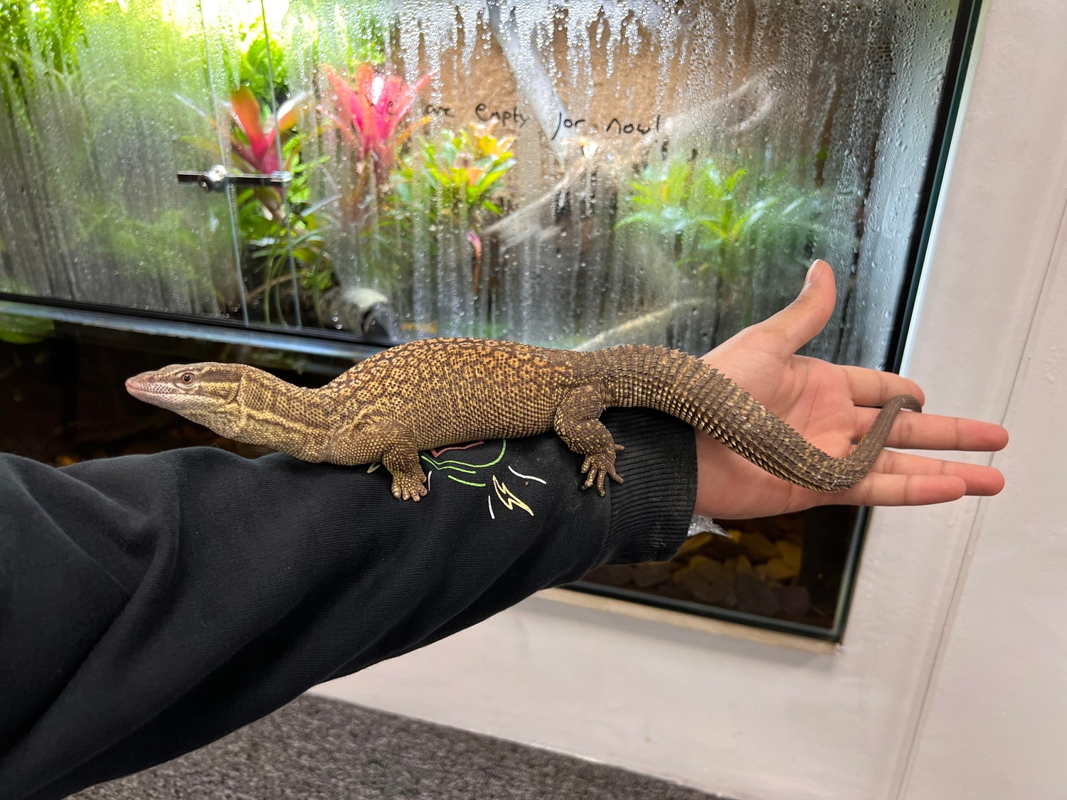 Male Yellow Ackie Monitor Spiny-Tailed Monitor by The Jungle Reptiles ...