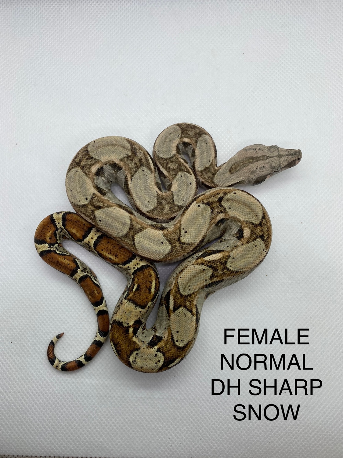 Normal DH Sharp Snow Boa Constrictor by Jungle To Desert - MorphMarket