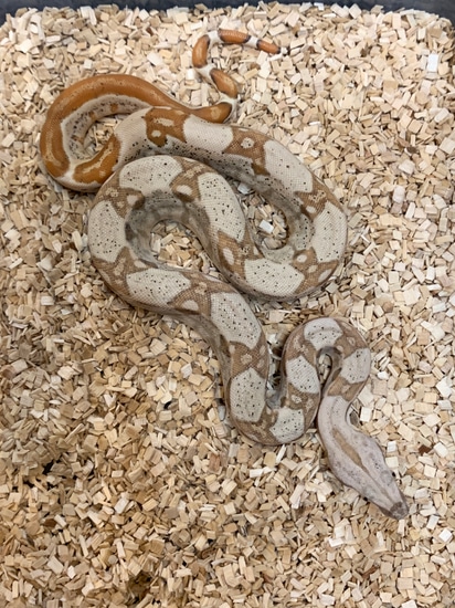 Paraglow Het Anery Boa Constrictor by Jungle To Desert