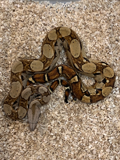 Keltic DH Sharp Snow Boa Constrictor by Jungle To Desert