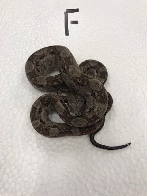 Crawl Cay Female Boa Constrictor by Jungle Bob's Reptile World ...