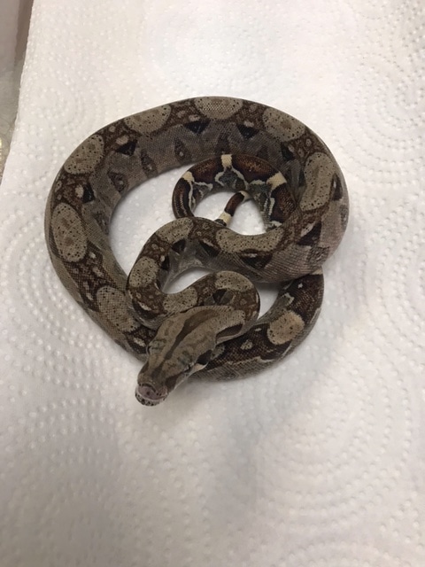 Kubsch Pastel Boa Constrictor by Jungle Bob's Reptile World - MorphMarket
