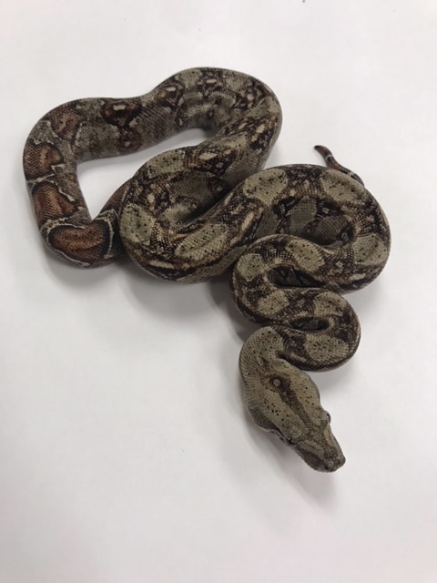 Hypo Sonoran 100% Het Leopard Boa Constrictor by Jungle Bob's Reptile ...