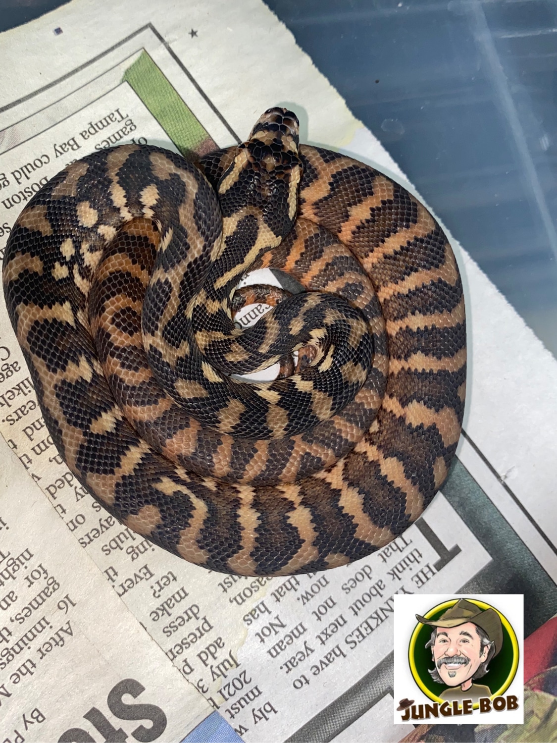 100% Het Albino Darwin Carpet Python by Jungle Bob's Reptile World ...