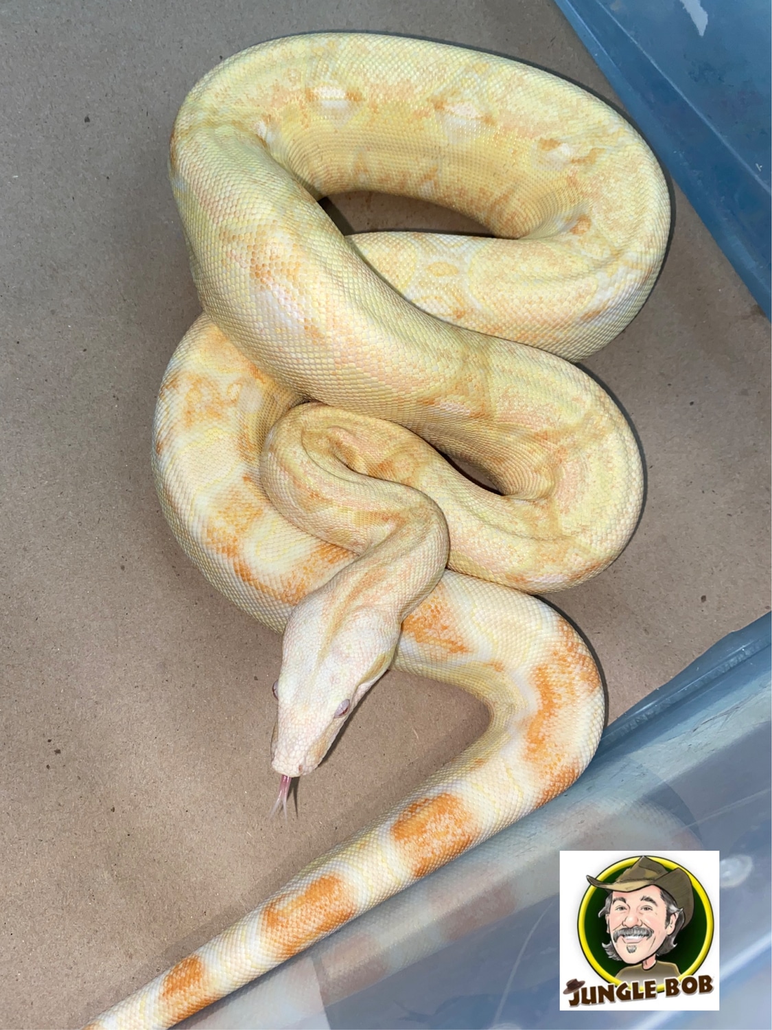 Kahl Albino Boa Constrictor by Jungle Bob's Reptile World - MorphMarket
