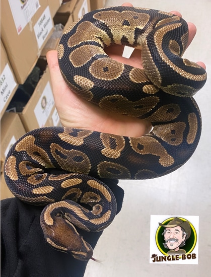 *SALE* Normal Ball Pythons by Jungle Bob's Reptile World