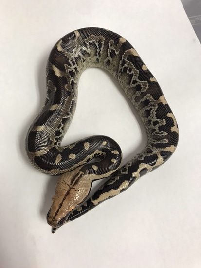 Black Blood Sumatran Short-Tailed Python by Jungle Bob's Reptile World