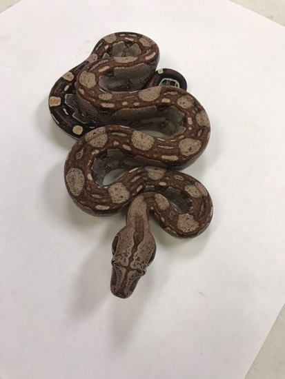 Aztec Boa Constrictor by Jungle Bob's Reptile World