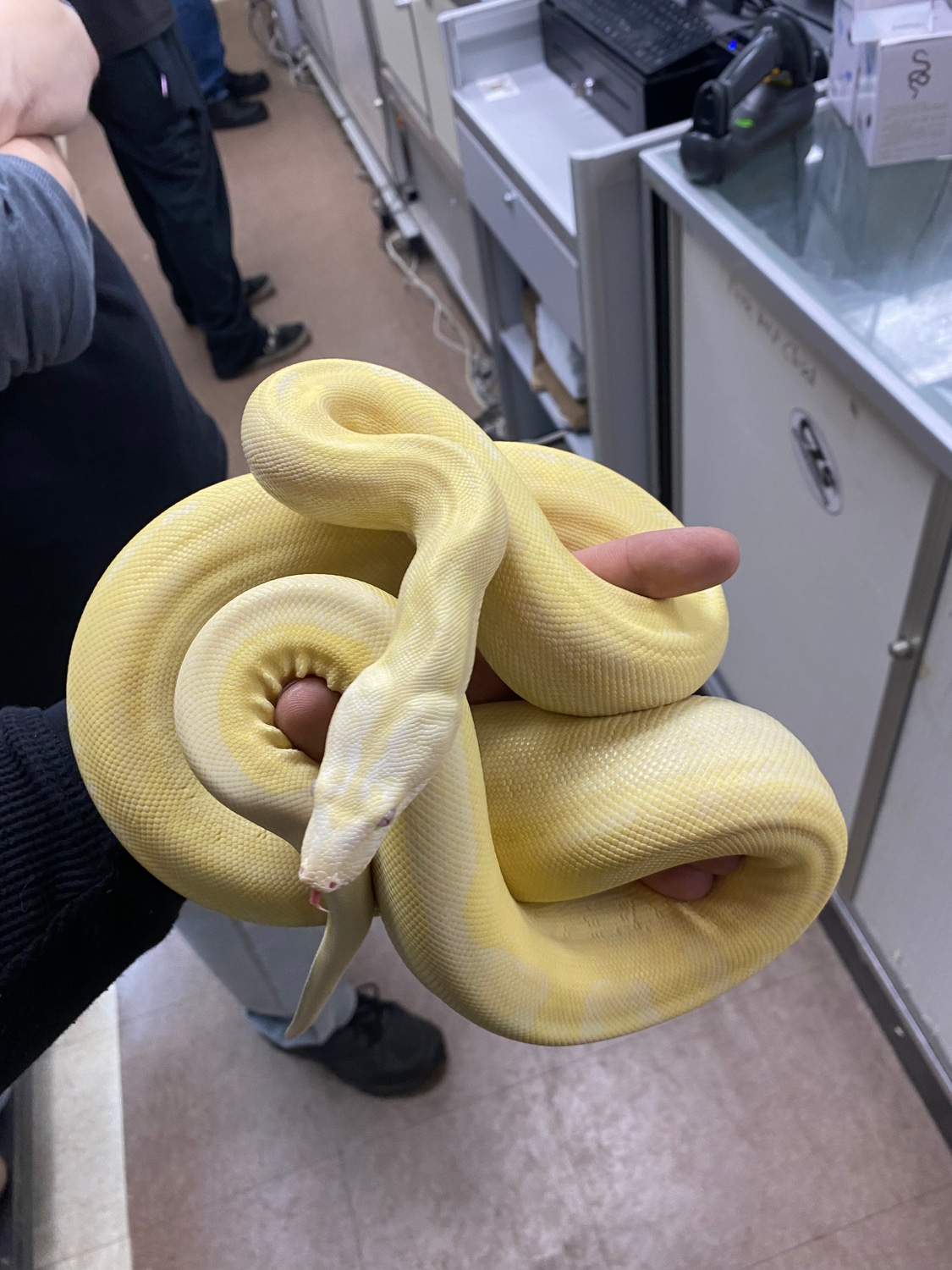 Moonglow Motley Boa Constrictor by Jungle Bob's Reptile World - MorphMarket