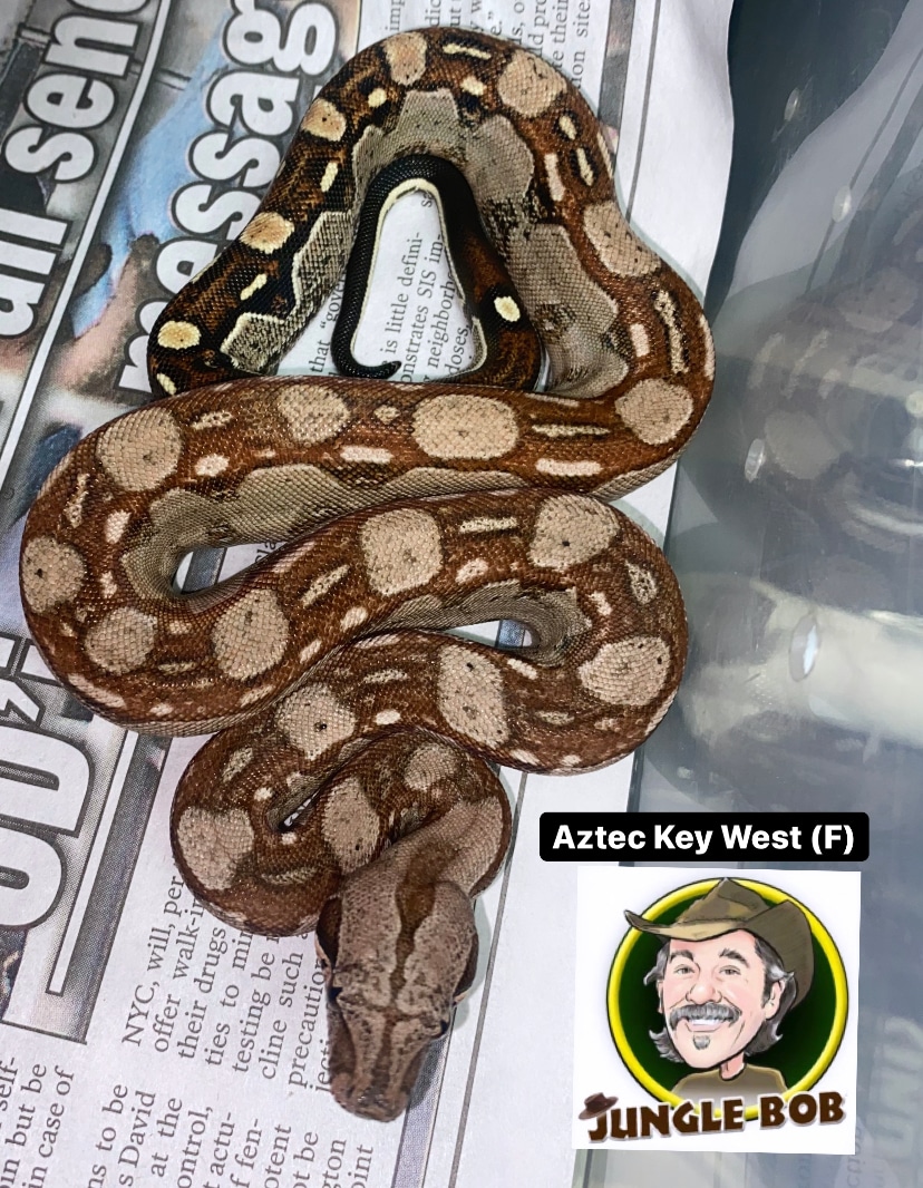 Aztec Key West Boa Constrictor by Jungle Bob's Reptile World - MorphMarket