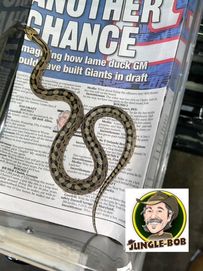 Ladder Rat Other Rat Snake by Jungle Bob's Reptile World