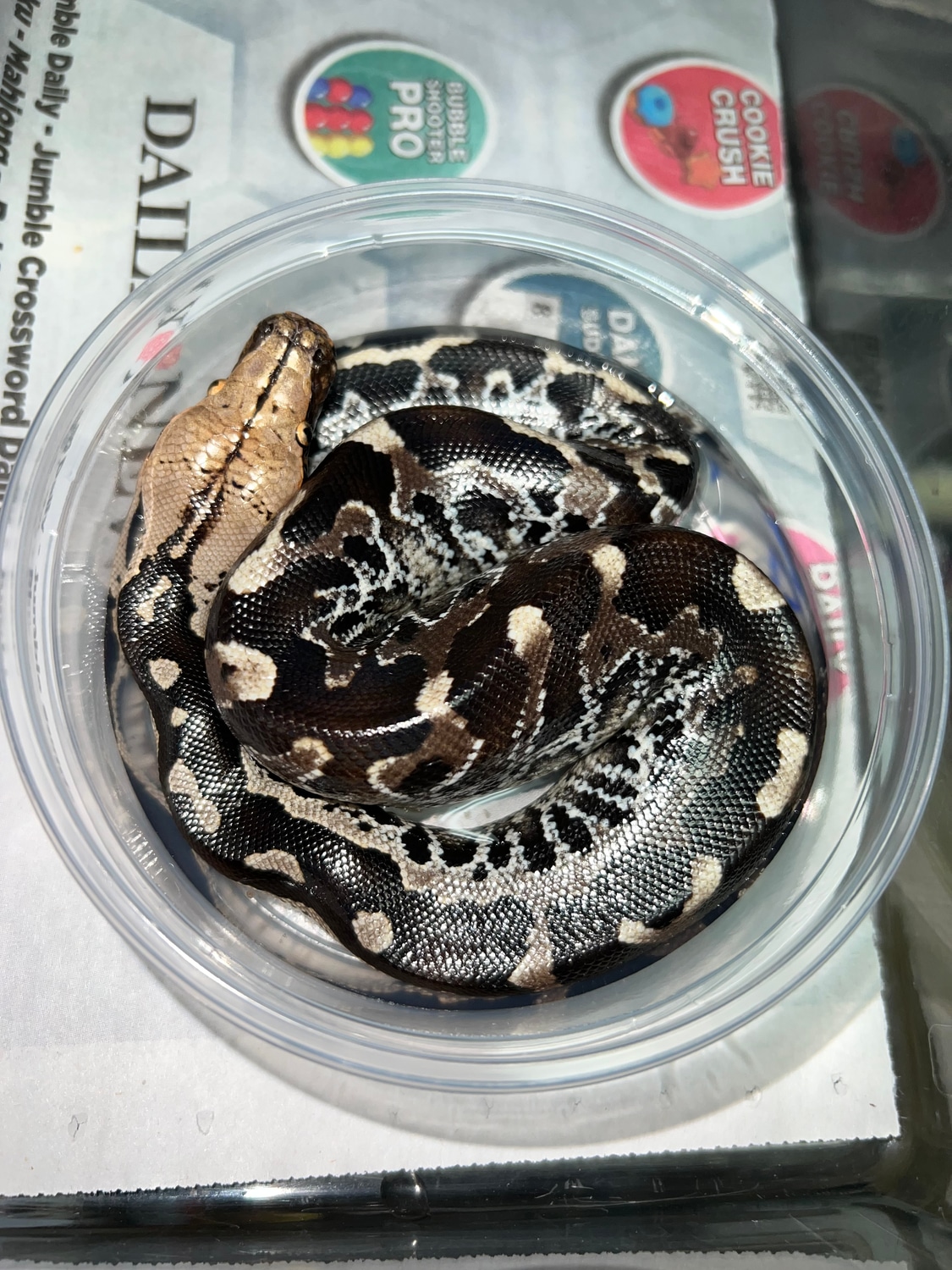 Black Blood Sumatran Short-tailed Python by Jungle Bob's Reptile World ...